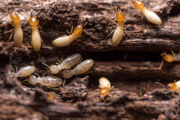 Termite Season: Recognizing the Signs of Termite Swarms and Infestation ...